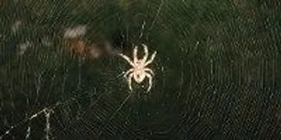 Spider-Man Science | The Scientist