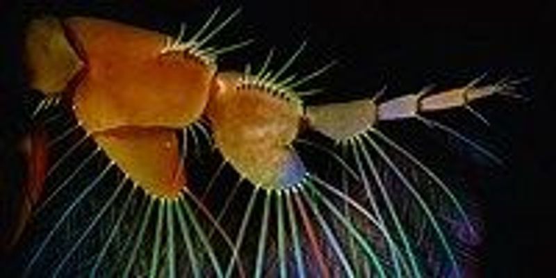 Image of the Day: Plankton Net | The Scientist