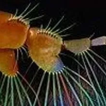 Image of the Day: Plankton Net | The Scientist