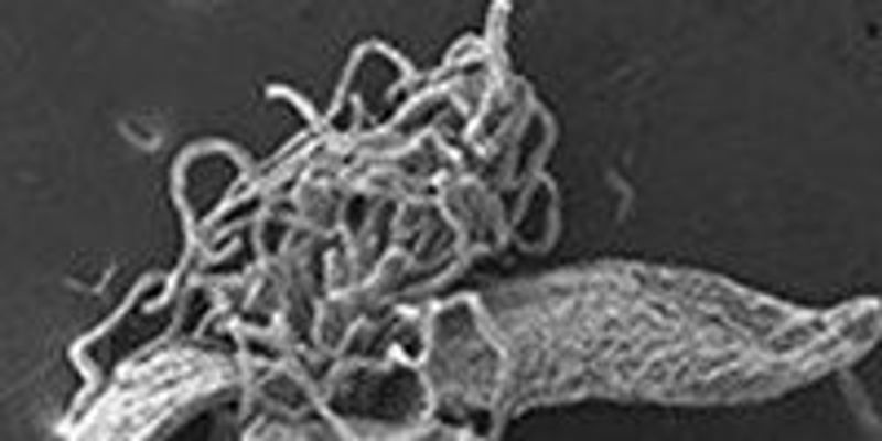 Image of the Day: Fossilized Flower | The Scientist