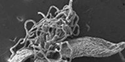 Image of the Day: Fossilized Flower | The Scientist