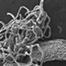 Image of the Day: Fossilized Flower | The Scientist