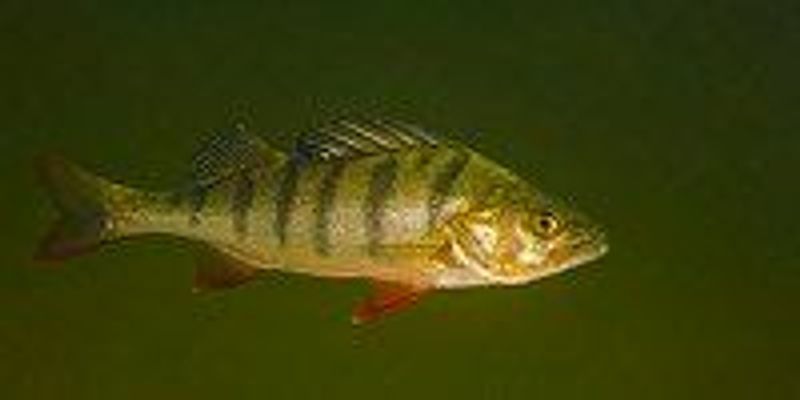 Drugged Fish Act Different | The Scientist