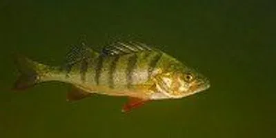 Drugged Fish Act Different | The Scientist