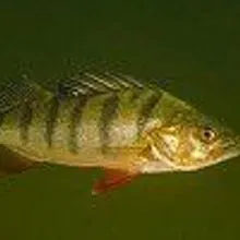 Drugged Fish Act Different | The Scientist