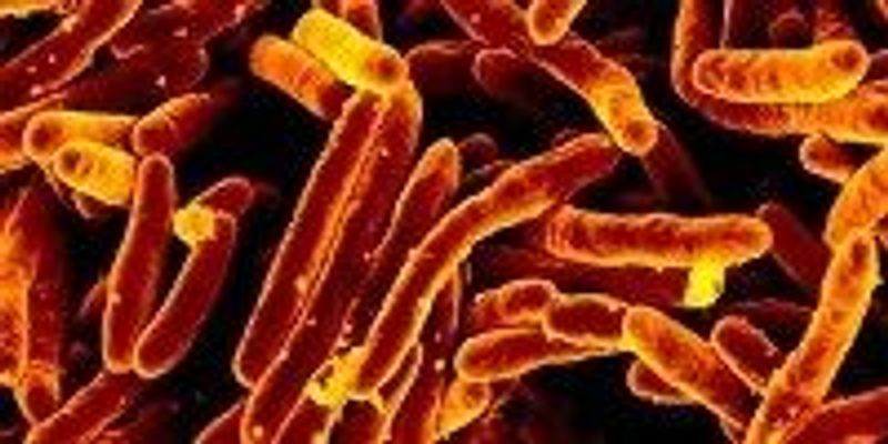 Stem Cells: Safe Haven For TB | The Scientist