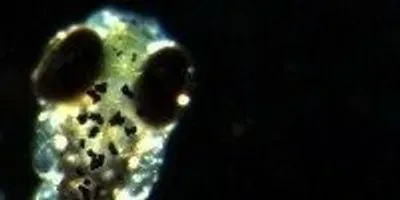 A Window into the Mind | The Scientist