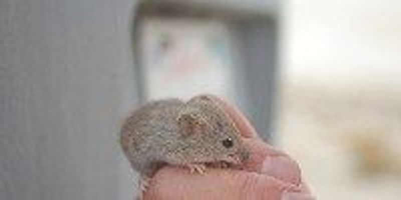 Why Mice Like Massages | The Scientist