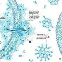 Freezing Cells | The Scientist