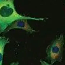 Microscope Incubators | The Scientist
