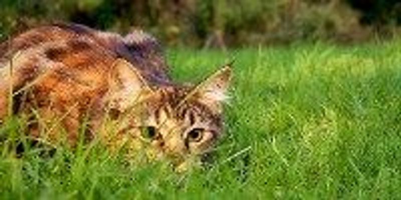 Killer Kittens | The Scientist