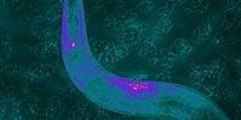 The Sound of Salt | The Scientist