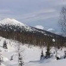 Cold Adaptation | The Scientist