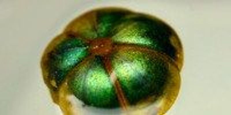 Image of the Day: Bastard Hogberry | The Scientist