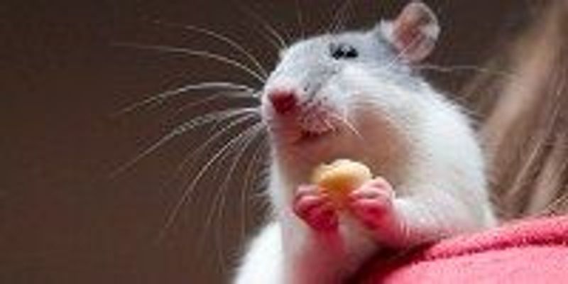 The Making of a Bully | The Scientist