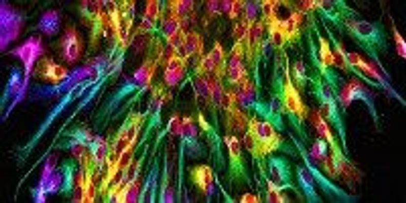 Image of the Day | The Scientist