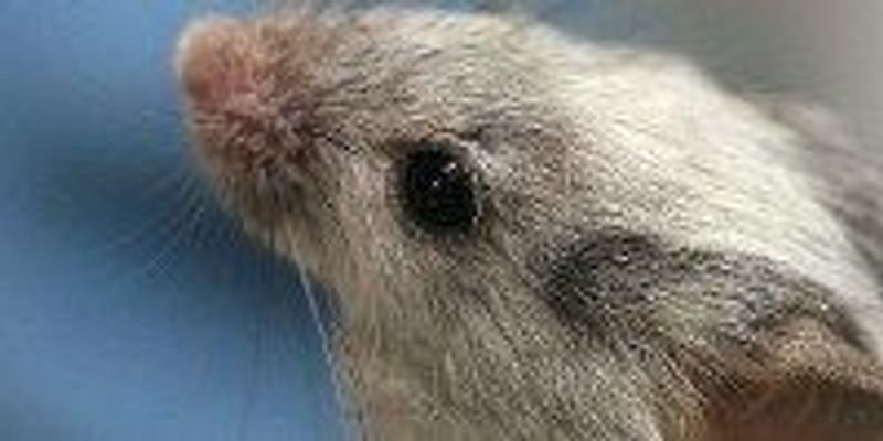 Deaf Mice Hear Again | The Scientist