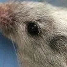 Deaf Mice Hear Again | The Scientist