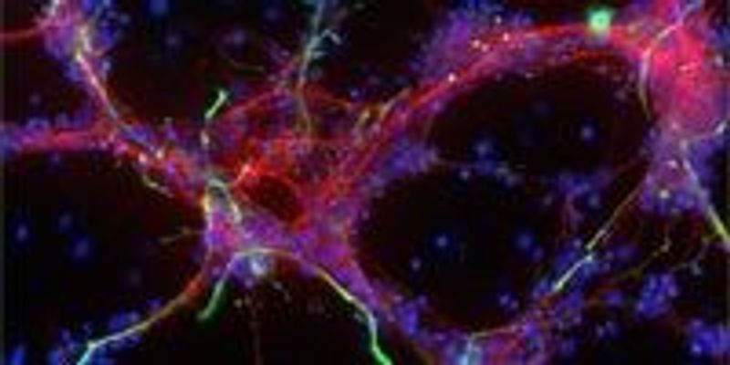 Debate Over Stem Cell Effectiveness | The Scientist
