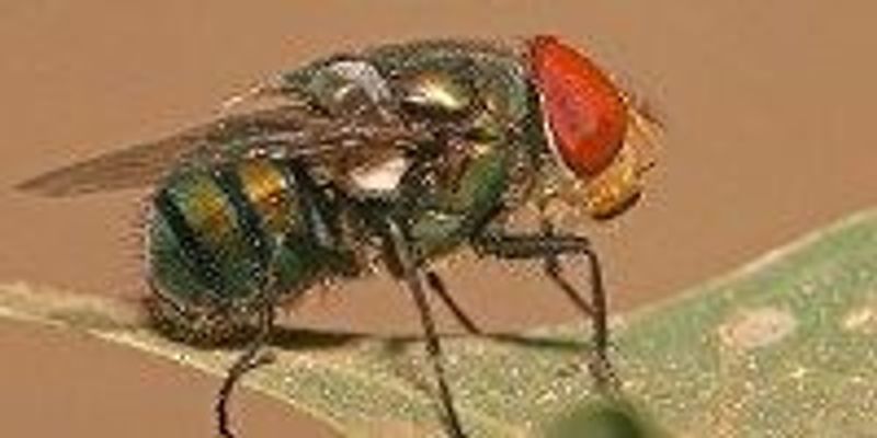 Fly Guts Reveal Animal Inventory | The Scientist
