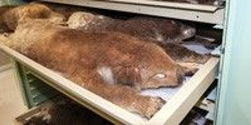 Koala Time Machine | The Scientist