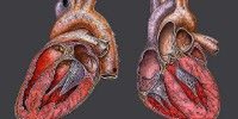 New Biological Pacemaker | The Scientist