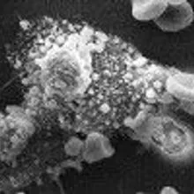 Texas Cancer Institute in Hot Water, Again | The Scientist