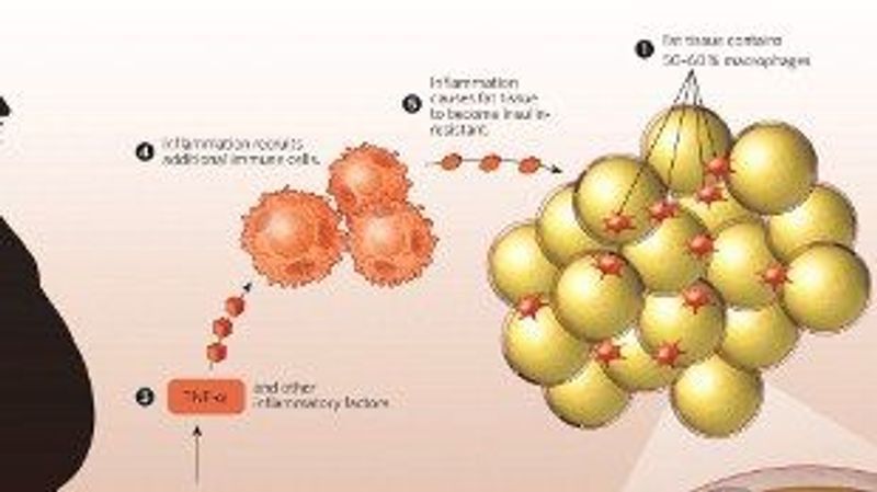 Adipose Tissue Metabolism in the Obese | The Scientist