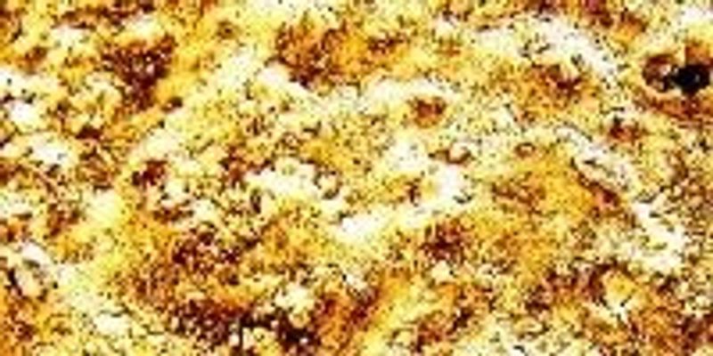 Gold Dust Missing from Pfizer Lab | The Scientist