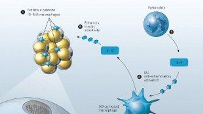 Normal Fat Tissue Metabolism | The Scientist