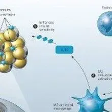 Normal Fat Tissue Metabolism | The Scientist