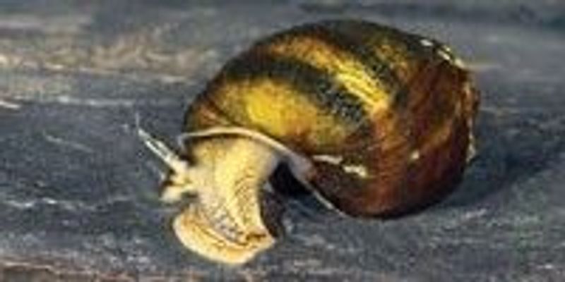 Searching for Snails | The Scientist