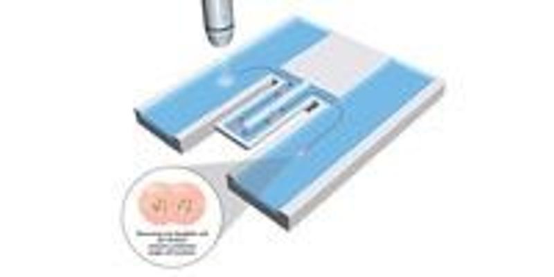 Microchannel Masterpiece | The Scientist