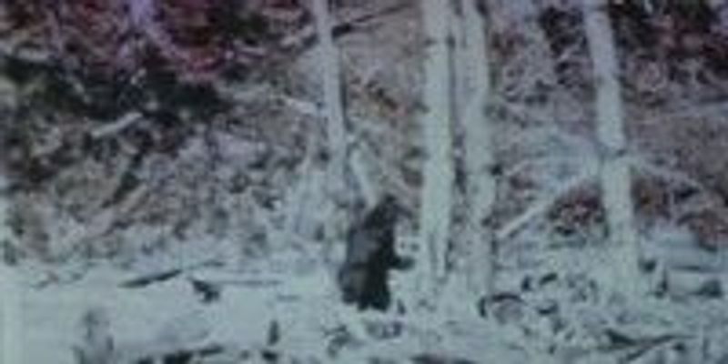 Suspect Sasquatch Sequencing | The Scientist