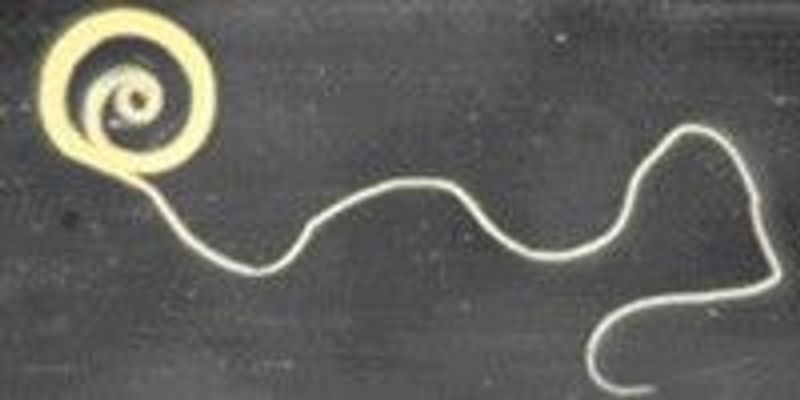 Can Worms Alleviate Autism? | The Scientist