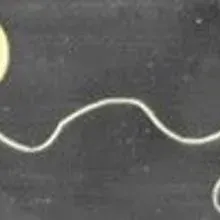 Can Worms Alleviate Autism? | The Scientist