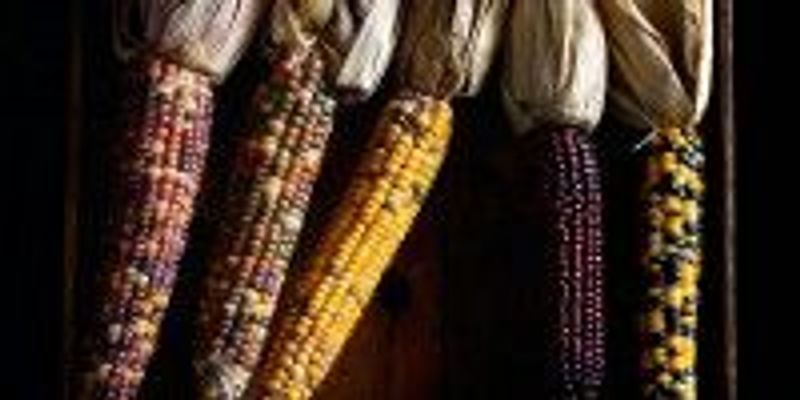 Image of Thanksgiving Day | The Scientist