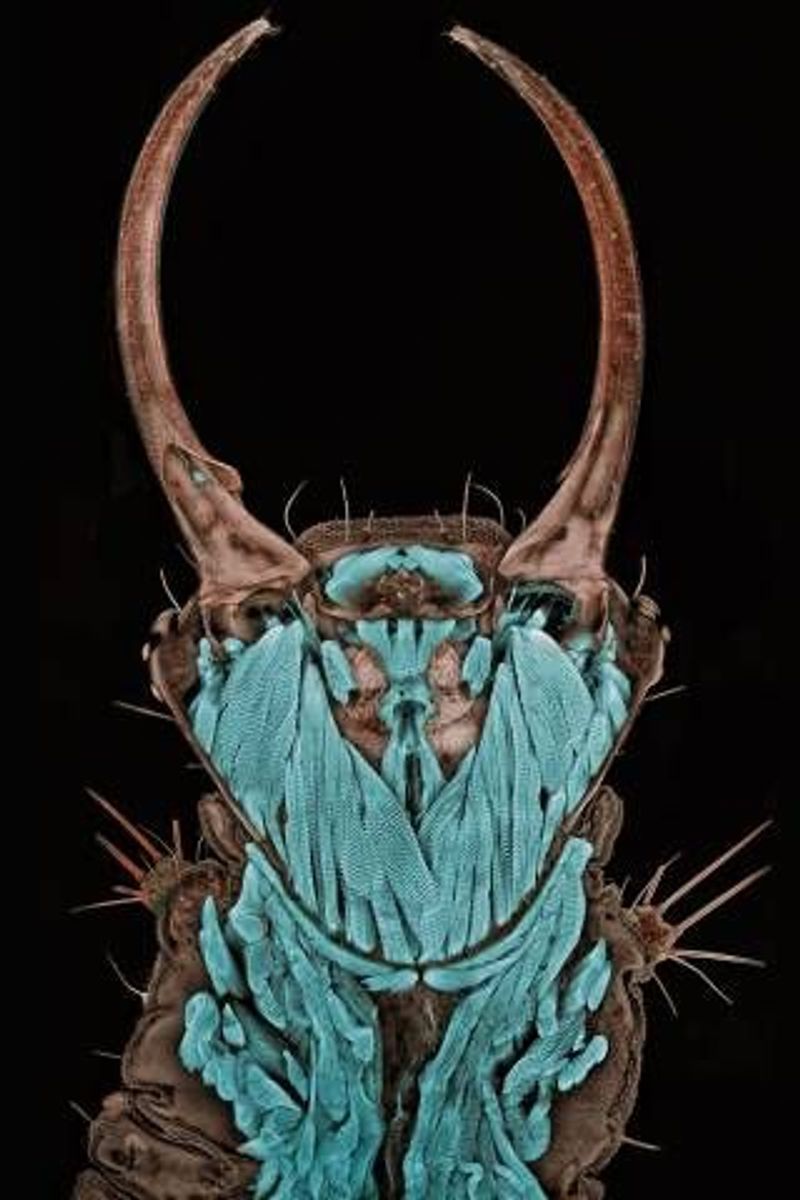 Image of the Day | The Scientist