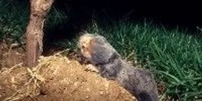 How Mole Rats Fight Cancer | The Scientist