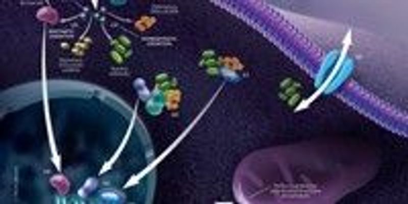 PUFAs At Work | The Scientist Magazine®