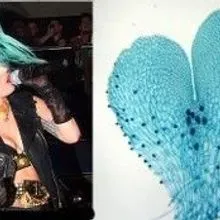 Meet the Lady Gaga Ferns | The Scientist