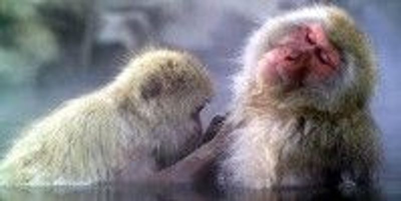 Self-Medicating Animals | The Scientist