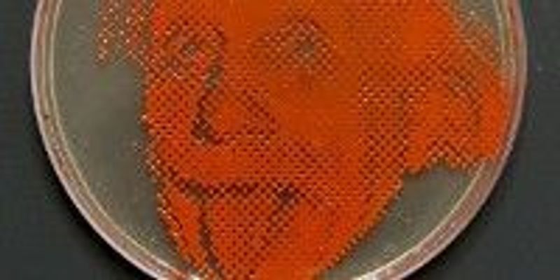 Bacteriography | The Scientist