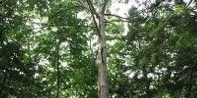 American Chestnut to Rise Again | The Scientist