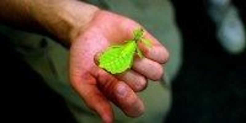 Meet the Bugs | The Scientist