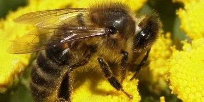 Honey Bee Killer | The Scientist