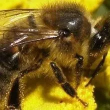 Honey Bee Killer | The Scientist