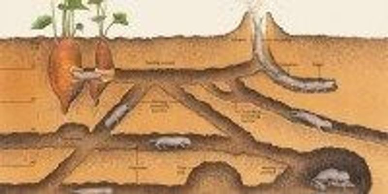 Digging the Underground Life | The Scientist