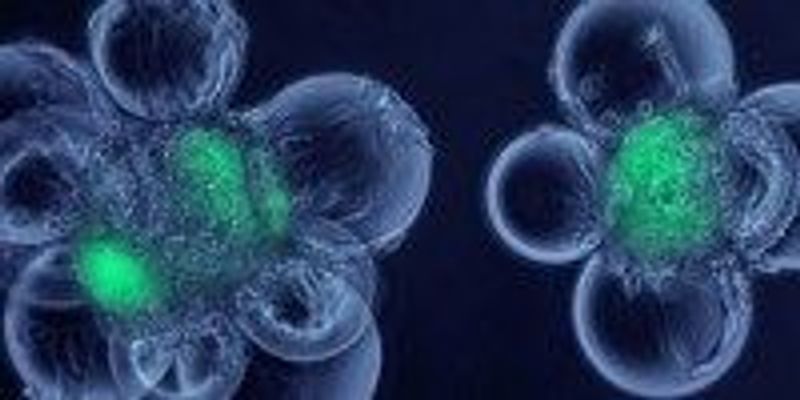 2012 Bio-Art Winners | The Scientist