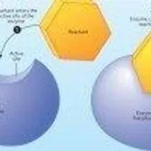 Transition State Analogs | The Scientist